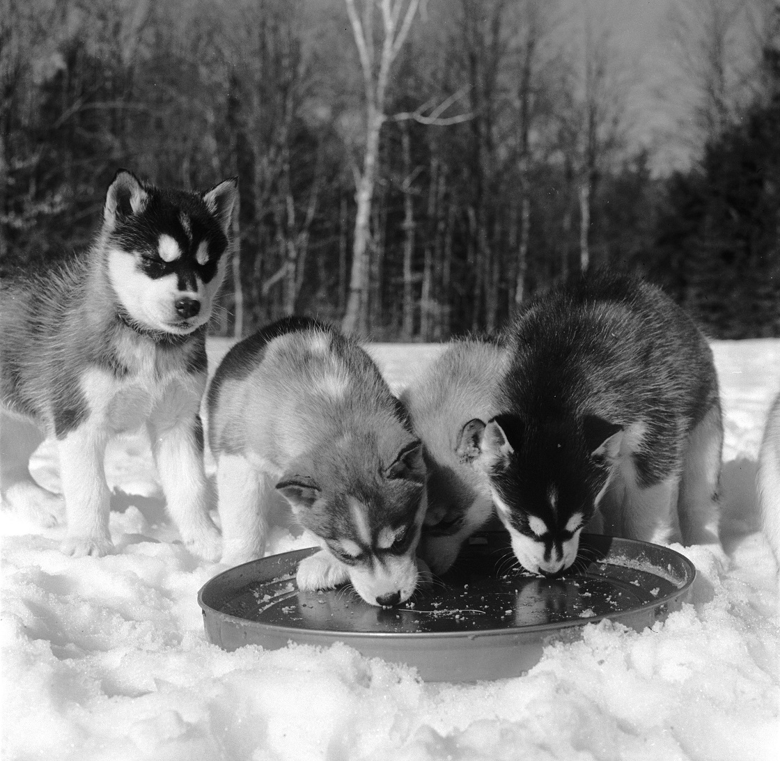 Birth control implants will curb dog populations in Labrador Innu ...