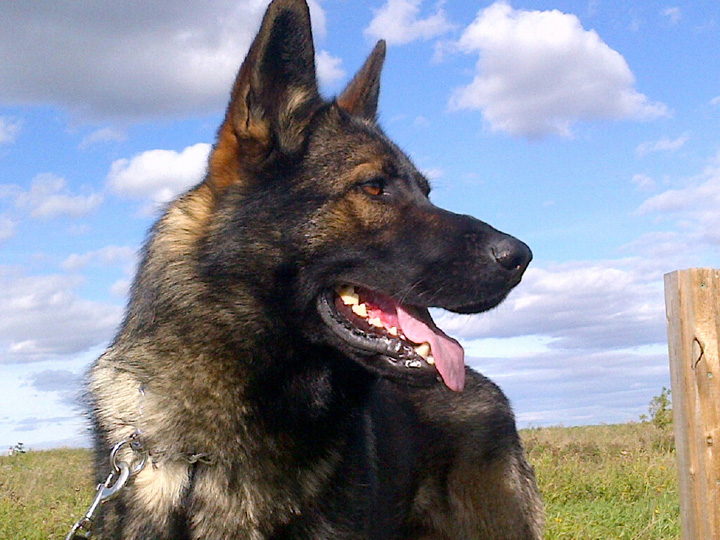 Do Police Dogs Have Titanium Teeth