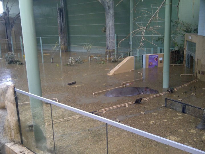 Virtual tour: Flooding aftermath at the Calgary Zoo | Globalnews.ca