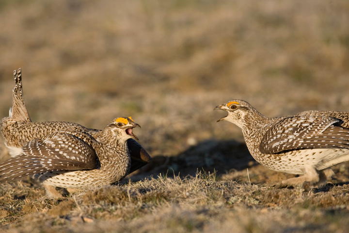 Province to monitor Saskatchewan game bird populations | Globalnews.ca