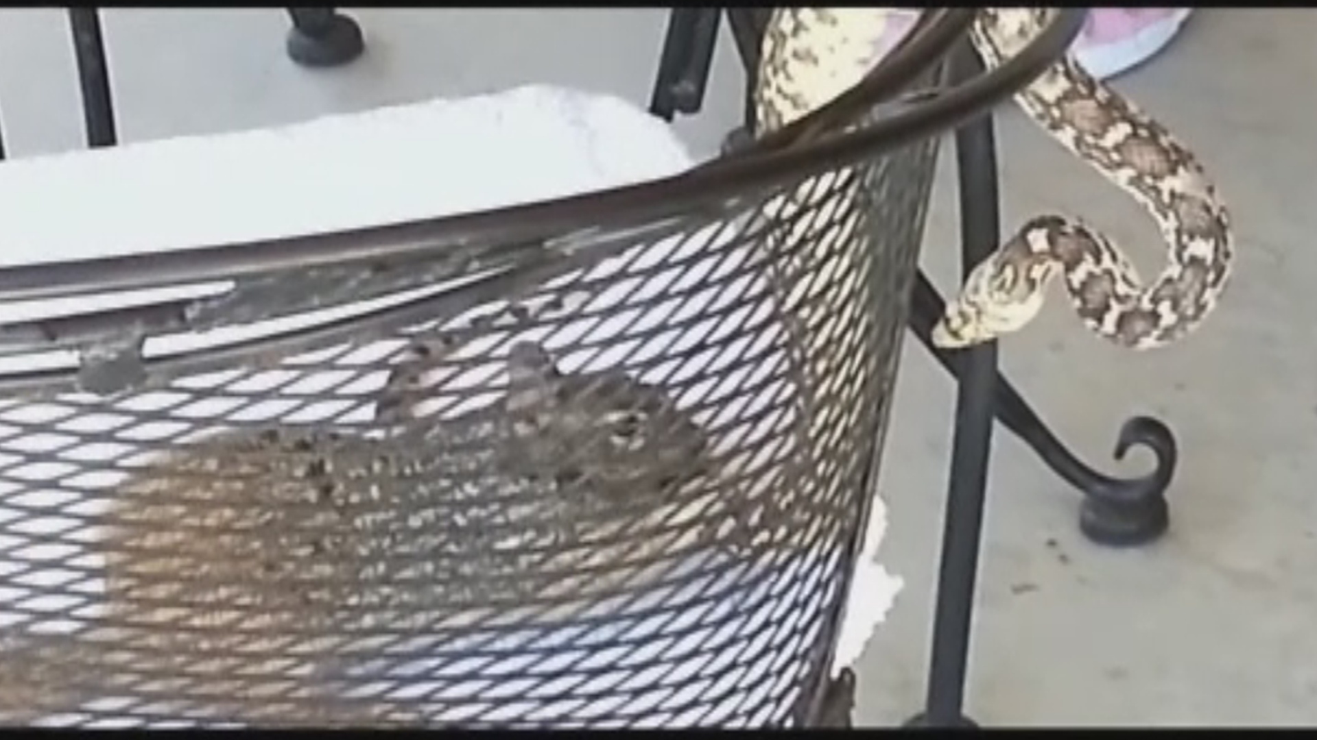 Watch: Squirrel vs. snake brawl - National | Globalnews.ca