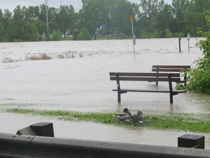 UPDATE: Calgary Zoo to close for at least two weeks | Globalnews.ca
