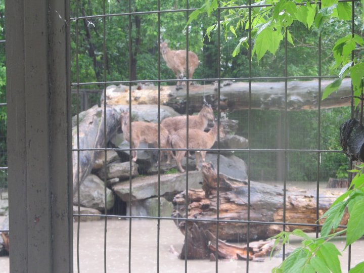 Calgary Zoo to fling doors wide after flood - Calgary | Globalnews.ca