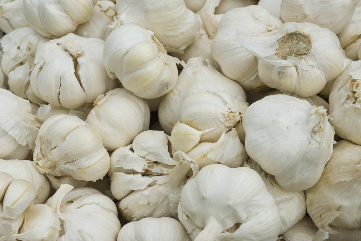 Simply Delicious – Taking Ontario Garlic from field to fork - Toronto ...