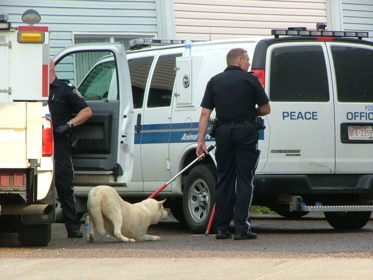 New pictures reveal raid on local animal training facility - Edmonton ...