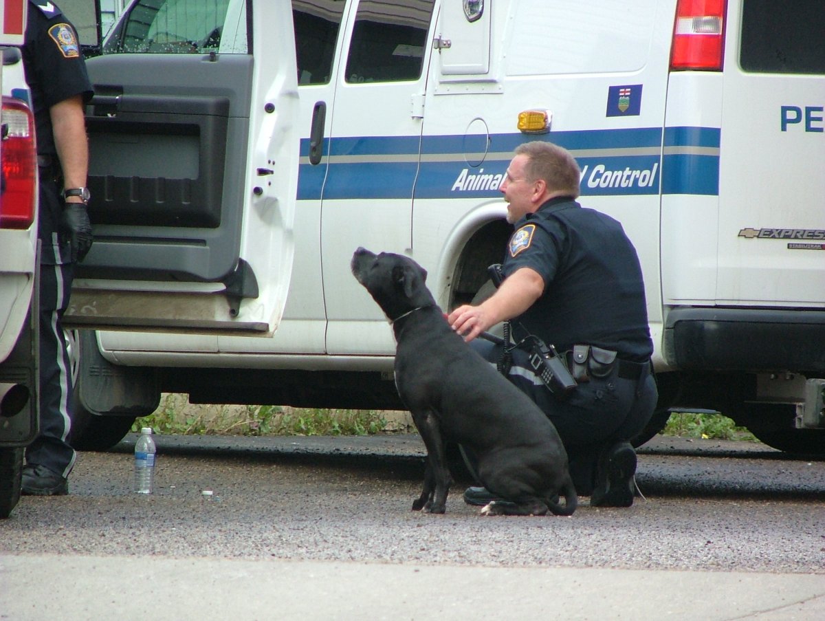 New pictures reveal raid on local animal training facility - Edmonton ...