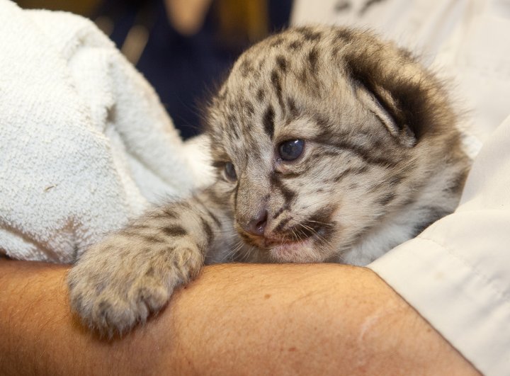 Zoo shows off snow leopard babies - Winnipeg | Globalnews.ca