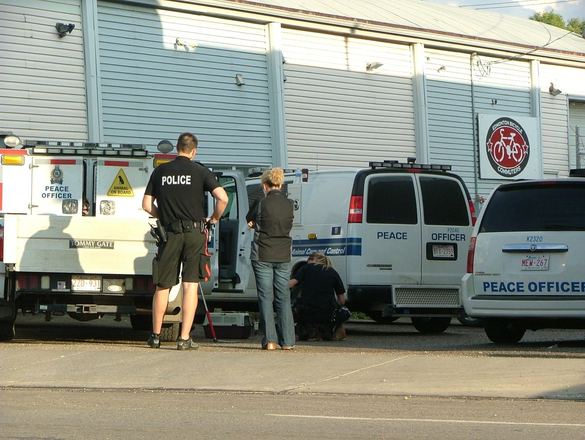 New pictures reveal raid on local animal training facility - Edmonton ...