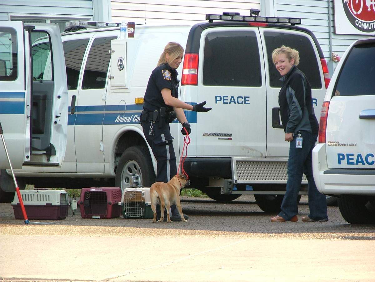 New pictures reveal raid on local animal training facility - Edmonton ...