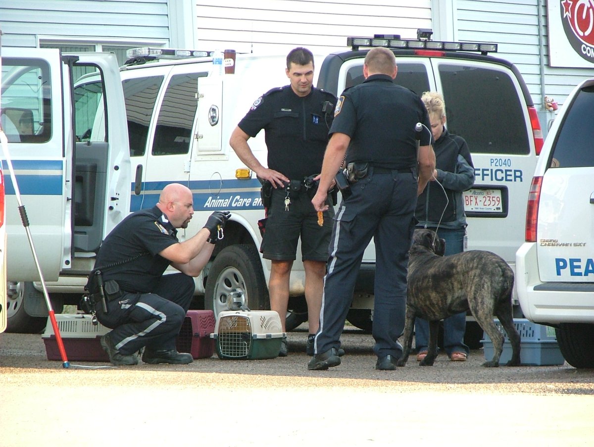 New pictures reveal raid on local animal training facility - Edmonton ...