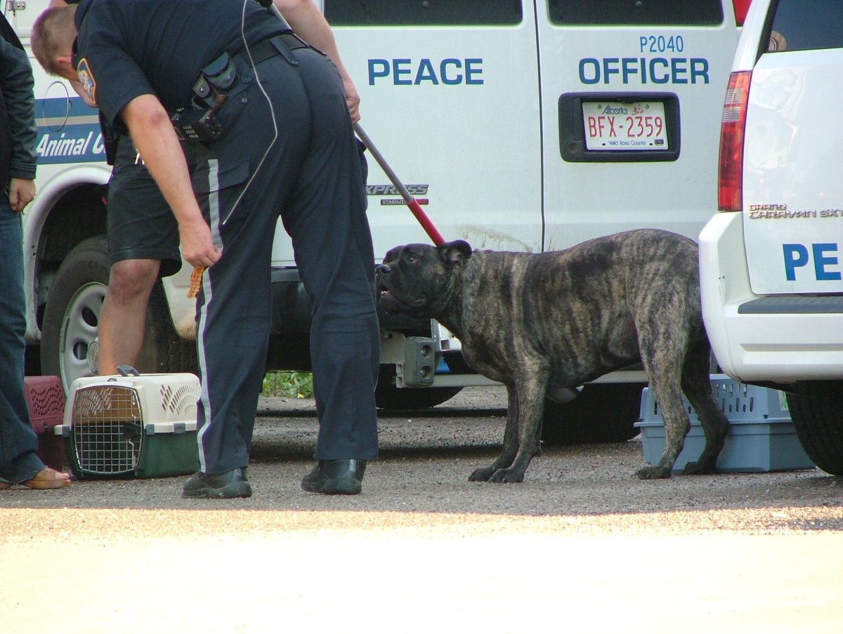 New pictures reveal raid on local animal training facility - Edmonton ...