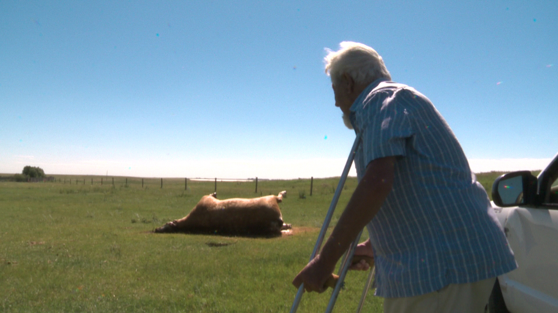 SPCA investigates an animal rescue ranch near Fort Macleod - Lethbridge ...