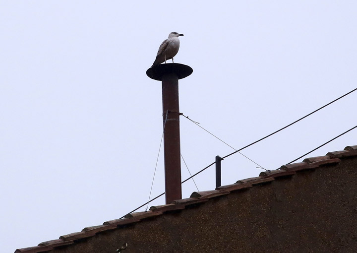 Royal baby and Pope Francis revealed: Who stole the spotlight ...