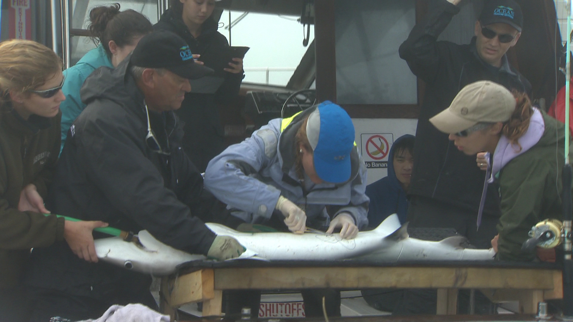 Scientists tag sharks to measure overall ocean health | Globalnews.ca