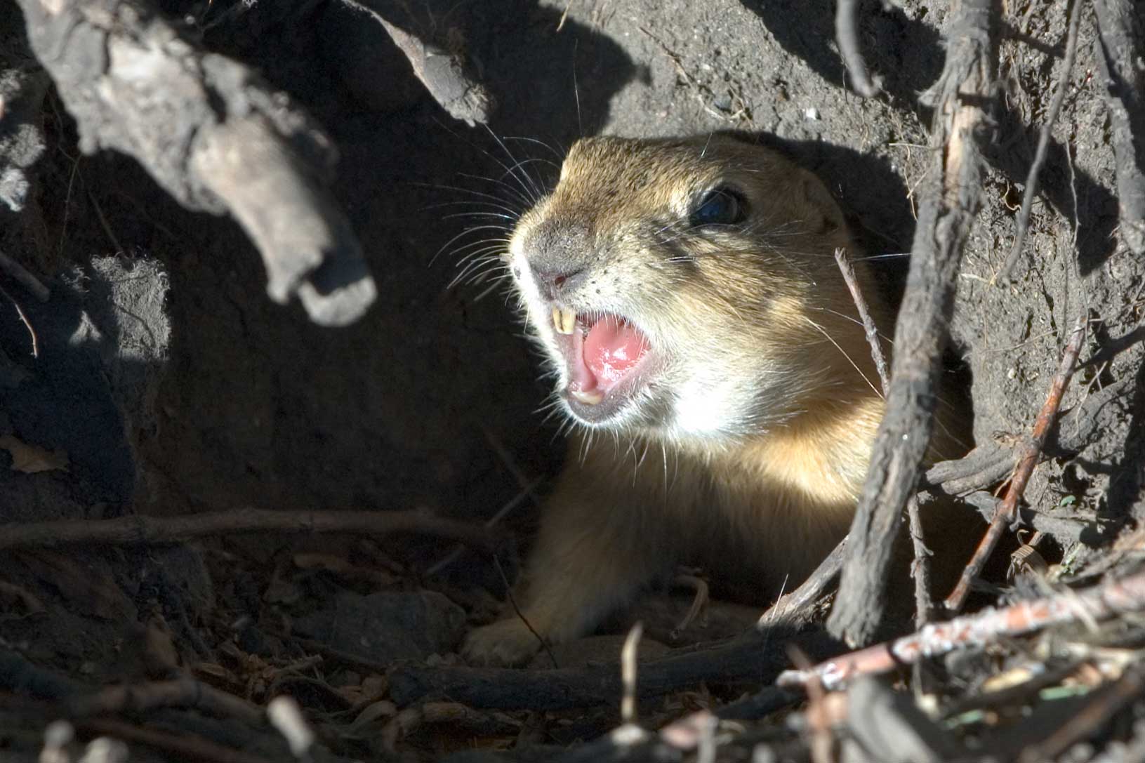 Early spring means early gopher population boom in Calgary - Calgary ...