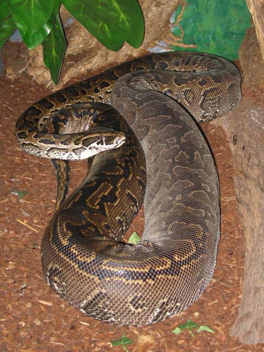African Rock Pythons on list of prohibited reptiles in B.C. | Globalnews.ca