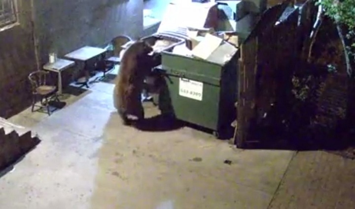 Bandit bear saunters off with restaurant’s entire dumpster - National ...