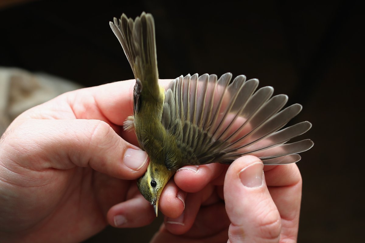 In photos: Birds are captured and recorded at one of the world’s ...
