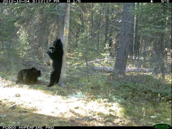 Caught on camera: what bears and other wildlife do when you’re not ...