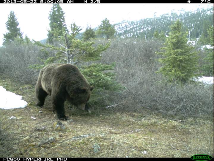 Caught on camera: what bears and other wildlife do when you’re not ...