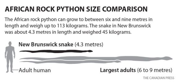 Python that killed two N.B. boys was in enclosure near where they slept ...