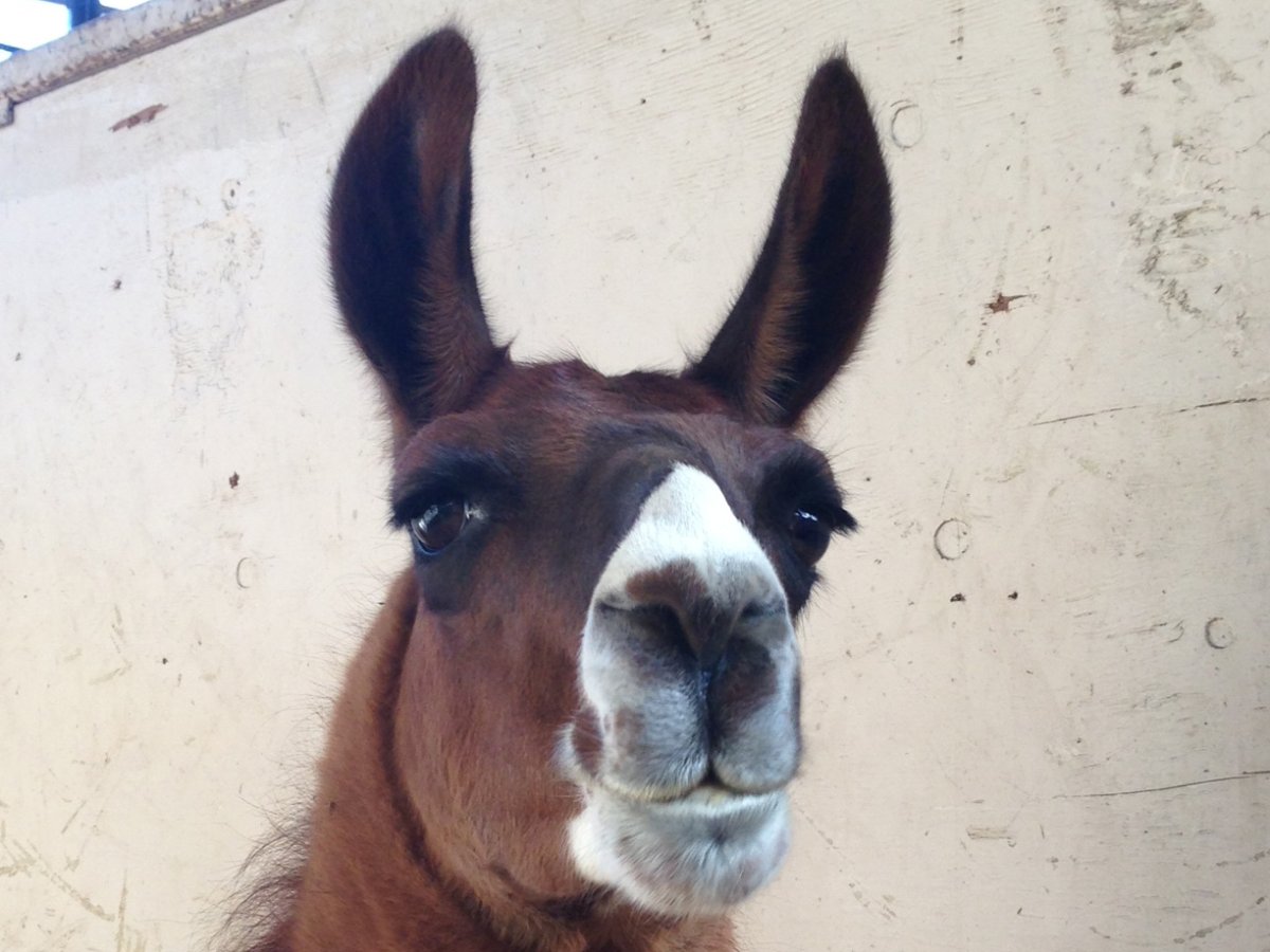 Gallery: Gorgeous goats, luscious llamas, pretty piglets of the PNE ...