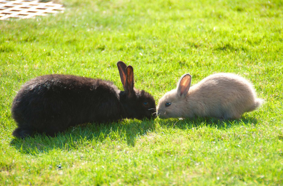 Richmond Auto Mall rabbits at risk because of government red tape - BC ...