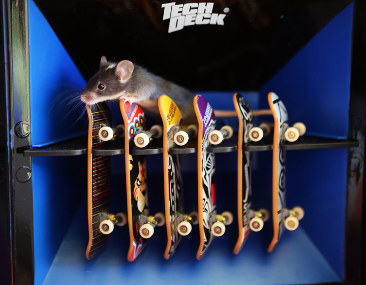 Gallery: Skateboarding mice - National | Globalnews.ca