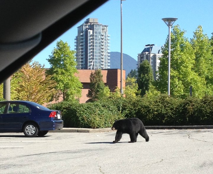 Black bear spotted roaming parking lot of Coquitlam Centre shopping ...