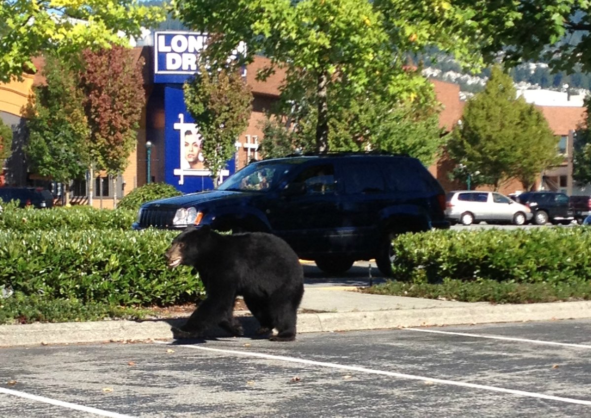 Black bear spotted roaming parking lot of Coquitlam Centre shopping ...