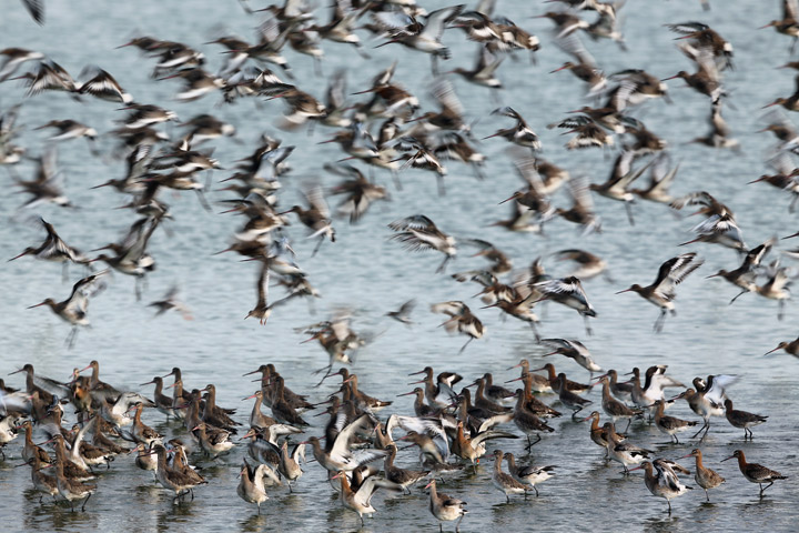 Gallery: Thousands of birds take flight for the ‘Snettisham Spectacular ...