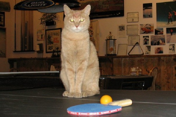 Alaska’s honourary cat mayor, Stubbs, injured by dog - National ...