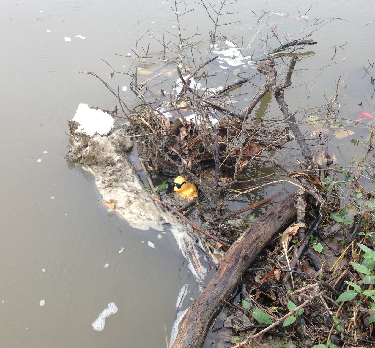 Rubber ducks run amok - Winnipeg | Globalnews.ca