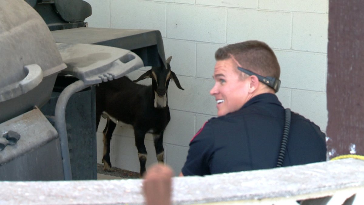 Loose goat captured by Calgary police after morning chase | Globalnews.ca