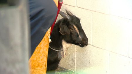 Loose goat captured by Calgary police after morning chase | Globalnews.ca