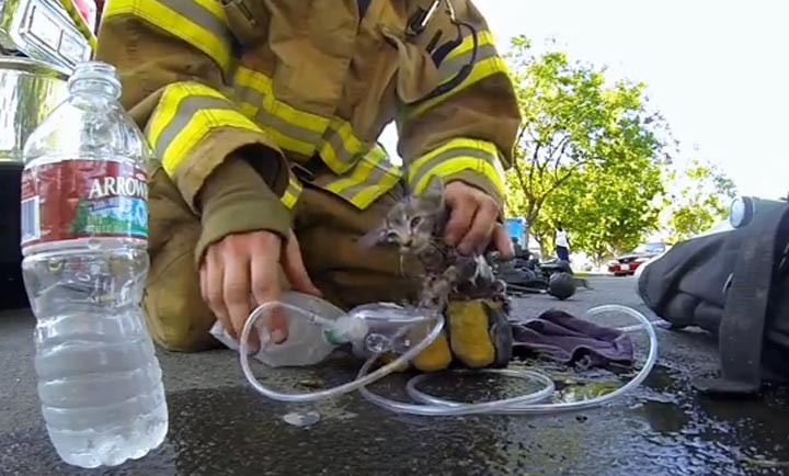 Watch: Firefighter captures kitten rescue on GoPro - National ...