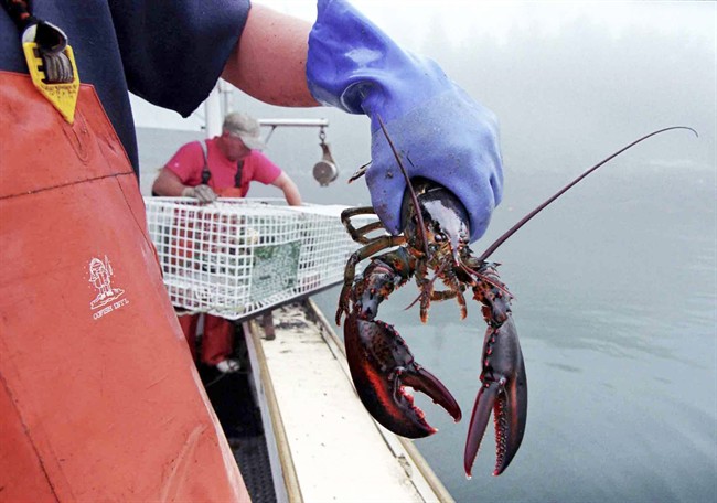 Panel makes recommendations to sustain Maritime lobster industry ...