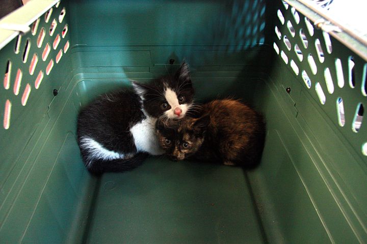 Kittens survive five-day journey from Chicago to Edmonton - Edmonton ...