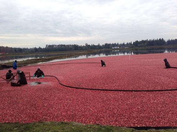 This year’s cranberry crop expected to be the largest in B.C. history ...