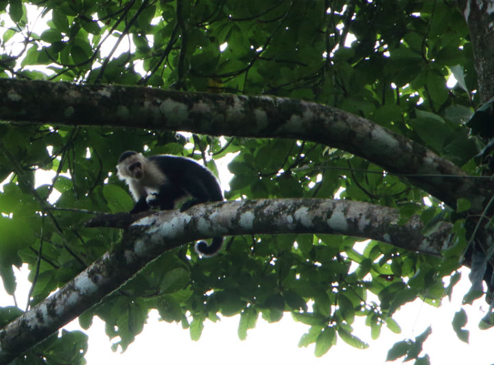 Monkeys, mines, and money: The passion behind the mining conflict in ...