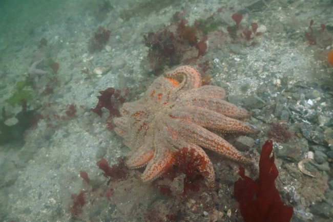 Scientists solve mystery of sea-star deaths | Globalnews.ca