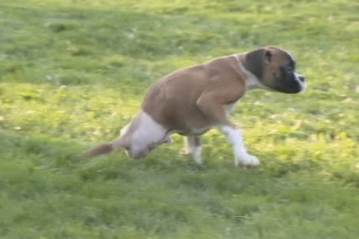 Watch: Double amputee puppy walks on front legs - National | Globalnews.ca