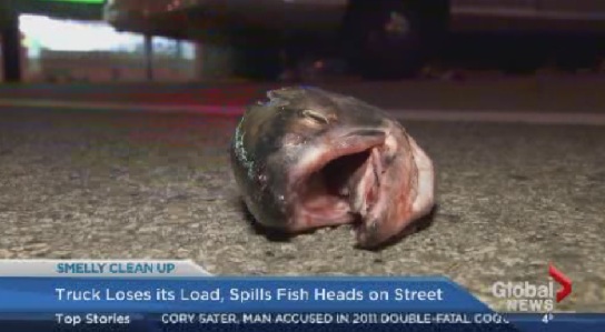 Clean-up crews kept busy after truck spills a load of fish heads in ...