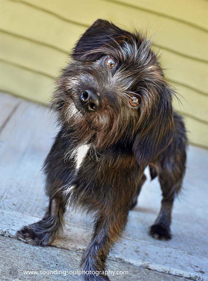 Harold, the injured dog from Squamish, makes an amazing recovery - BC ...
