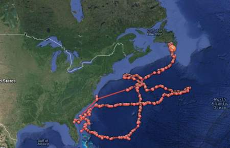 Great white shark tracked from Florida to Newfoundland | Globalnews.ca