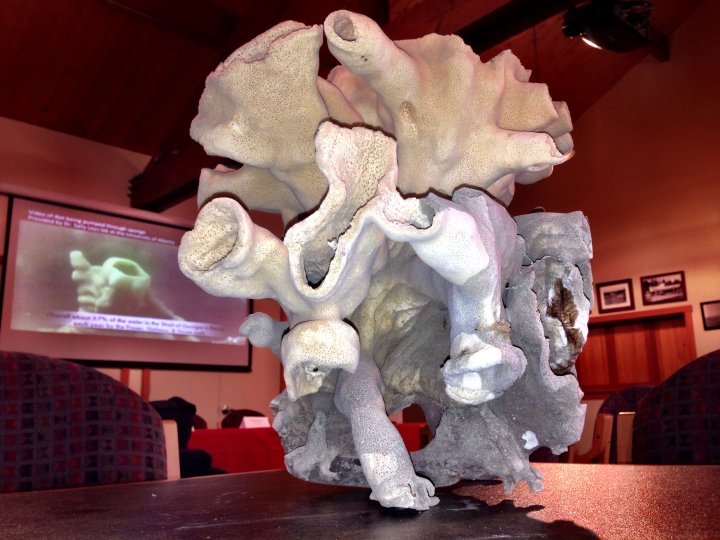 Glass sponge reefs sparkle on B.C.’s ocean floor - BC | Globalnews.ca