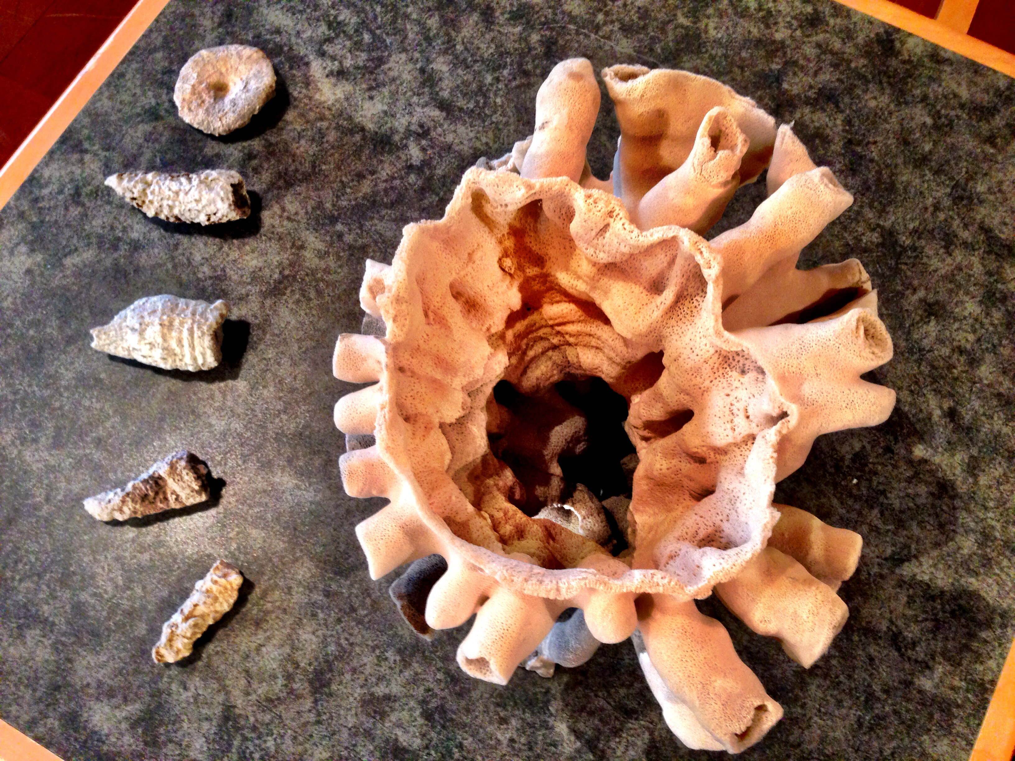 Glass sponge reefs sparkle on B.C.’s ocean floor - BC | Globalnews.ca