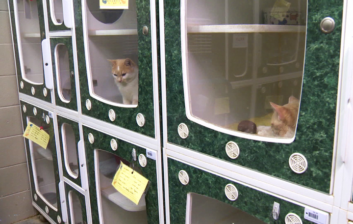 Saskatoon SPCA at full capacity for cats - Saskatoon | Globalnews.ca