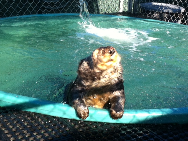 Sea otter fighting for his life after being shot in the face and body ...
