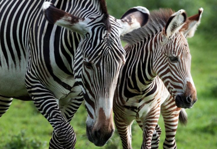 Zebra attacks National Zoo staffer, spooks endangered gazelle to death ...
